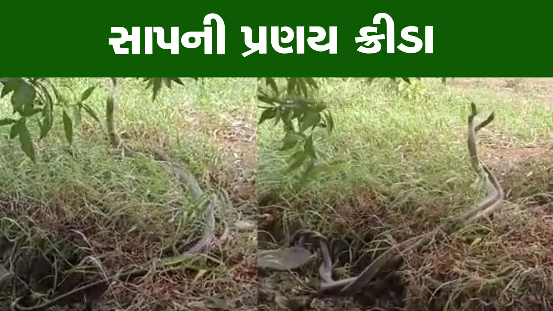 The video of snake courtship in the field of Thala village in Navsari ...
