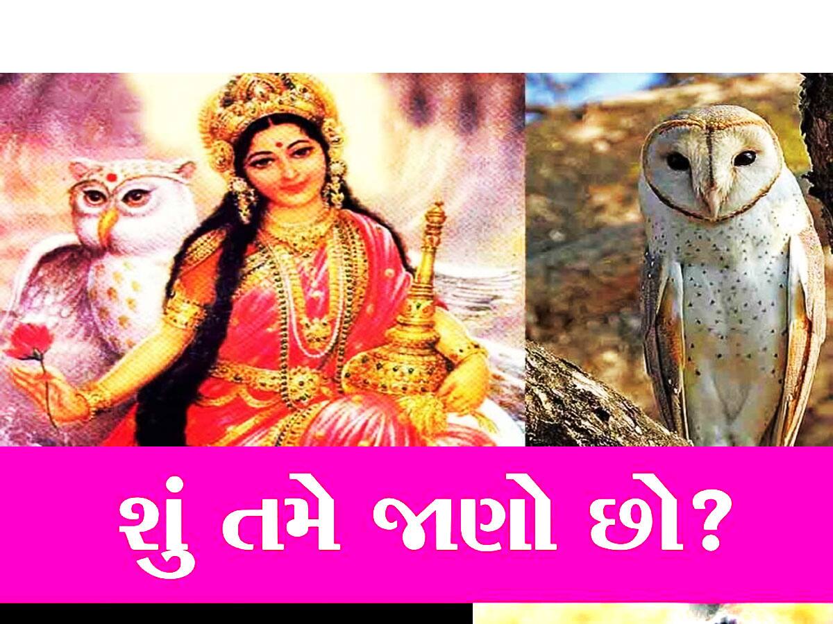 જેના ઘર પર આ પક્ષી આવીને બેસે, તરી જાય છે એની સાત પેઢીઓ! જોતા જ ખુલી ...