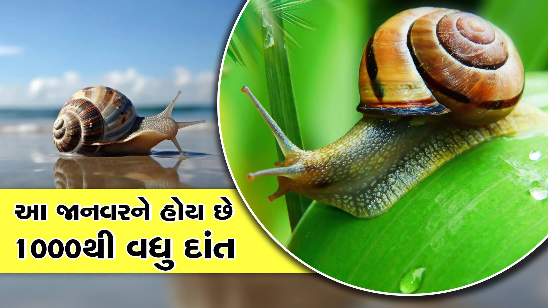 how many teeth snail have and facts about their sharpness