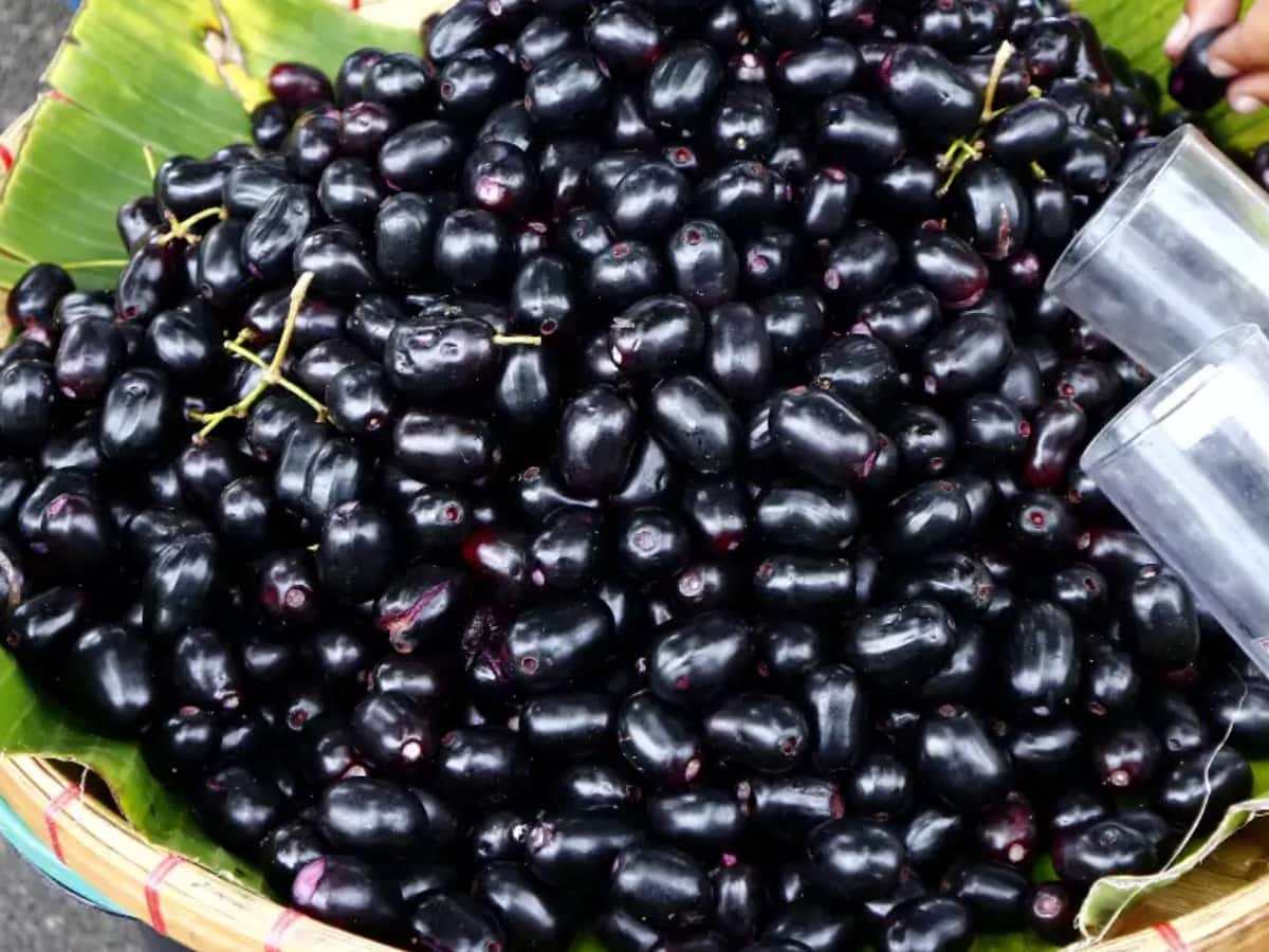 શું તમે પણ જાંબુ ખાવાના શોખીન છો? તો પહેલા જાણી લેજો આ ભયંકર સાઈડ ઈફેક્ટસ