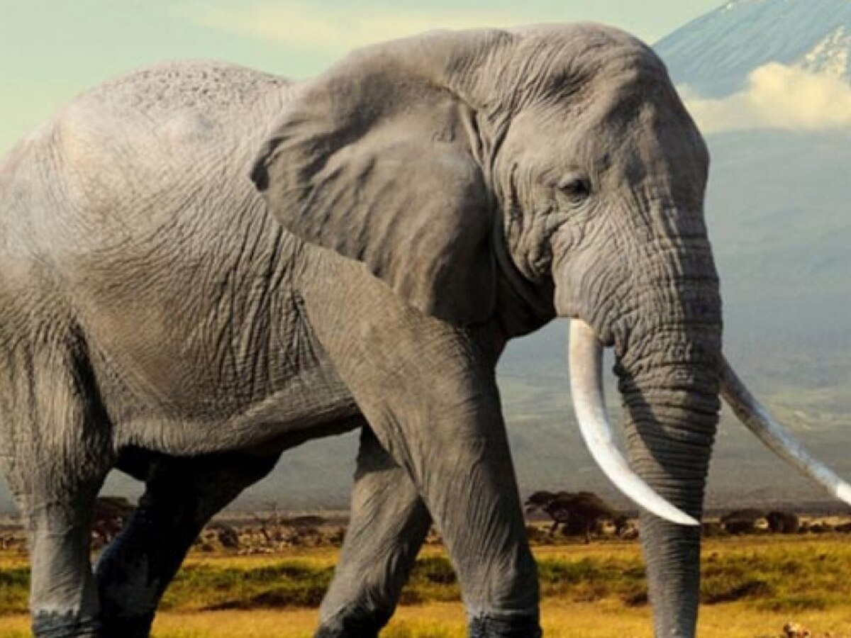 SWAPNA SHASTRA: સપનામાં આ વસ્તુઓ દેખાય તો કિસ્મત ચમકી સમજો, થશે ધનવર્ષા