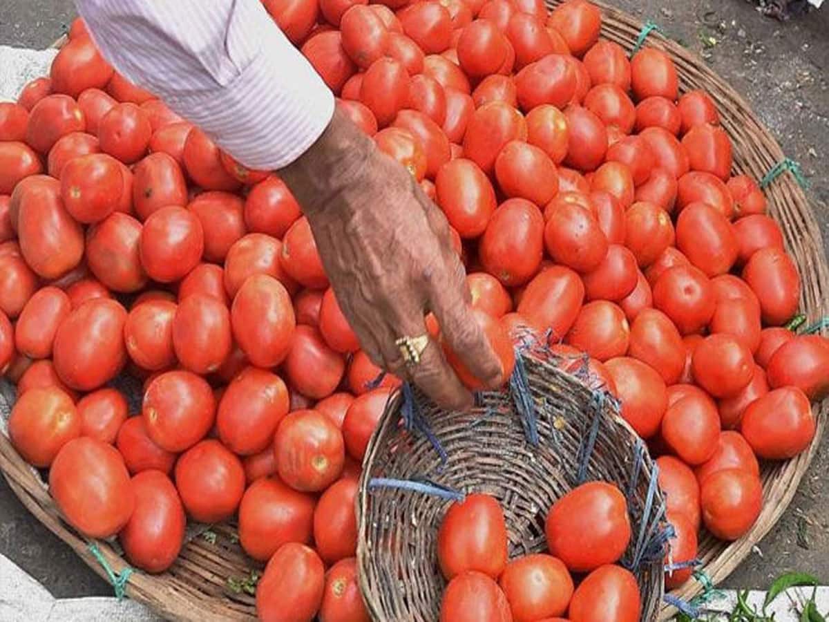 tomato price fall down in gujarat many town see latest price