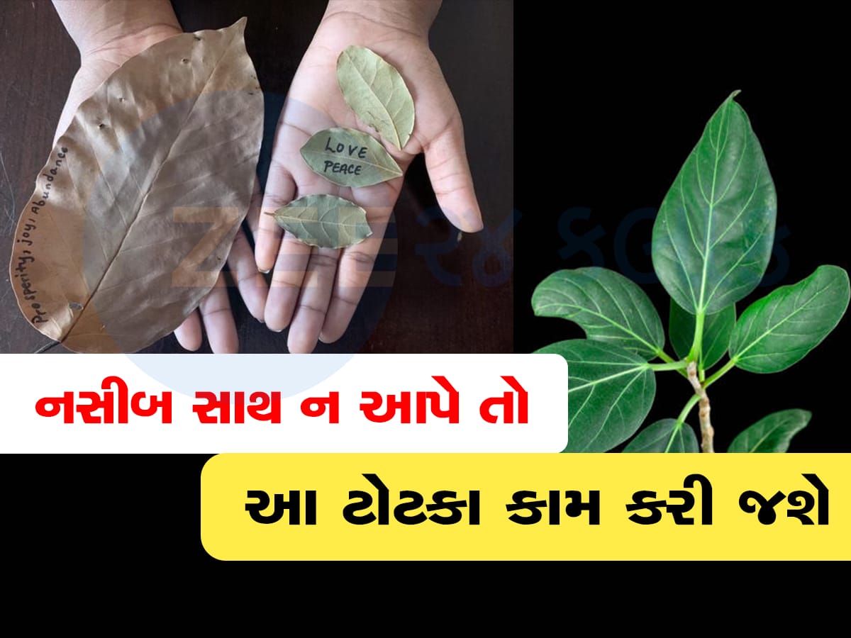 raviwar ke totke write your wish on banyan tree leaf will bring your ...