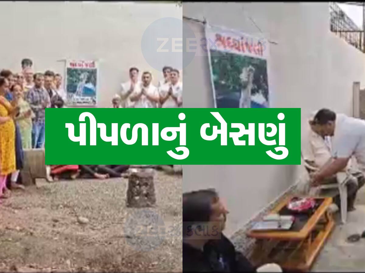 rajkot gondal people organize broken peetal tree besanu