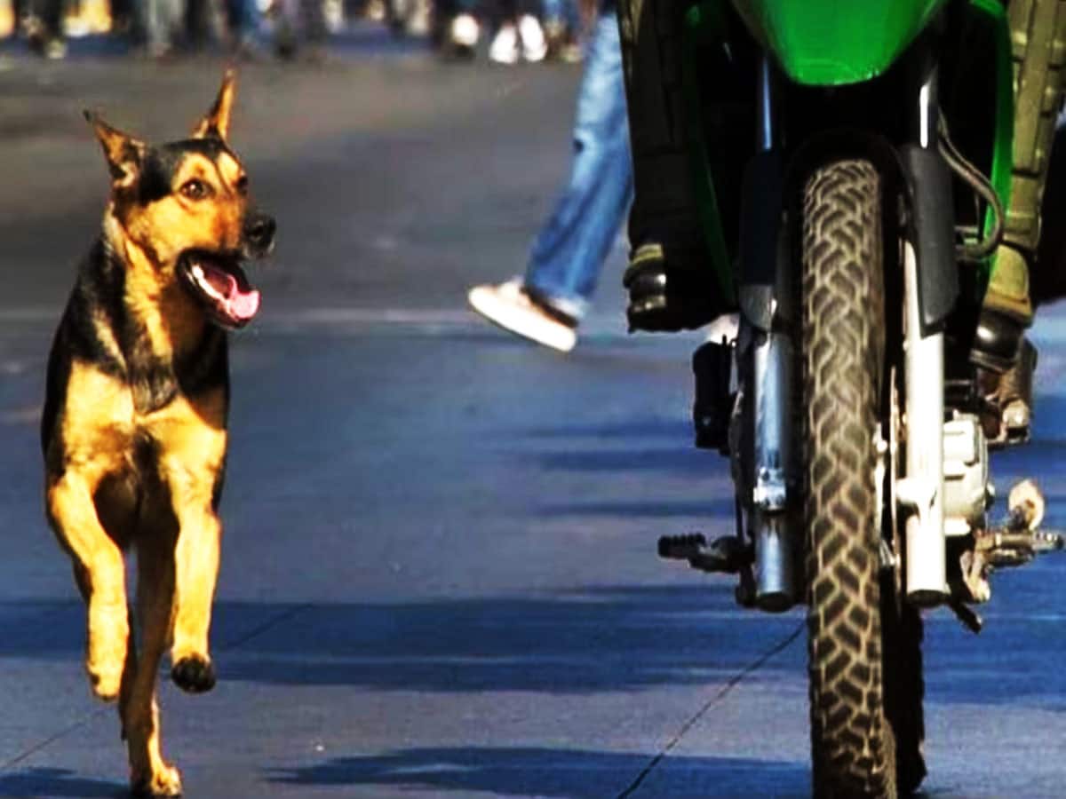 Dogs Chasing Bike: રાત્રે ક્યારેય બાઈક પર નહીં ભસે કૂતરા, એક વાર જરૂર ...