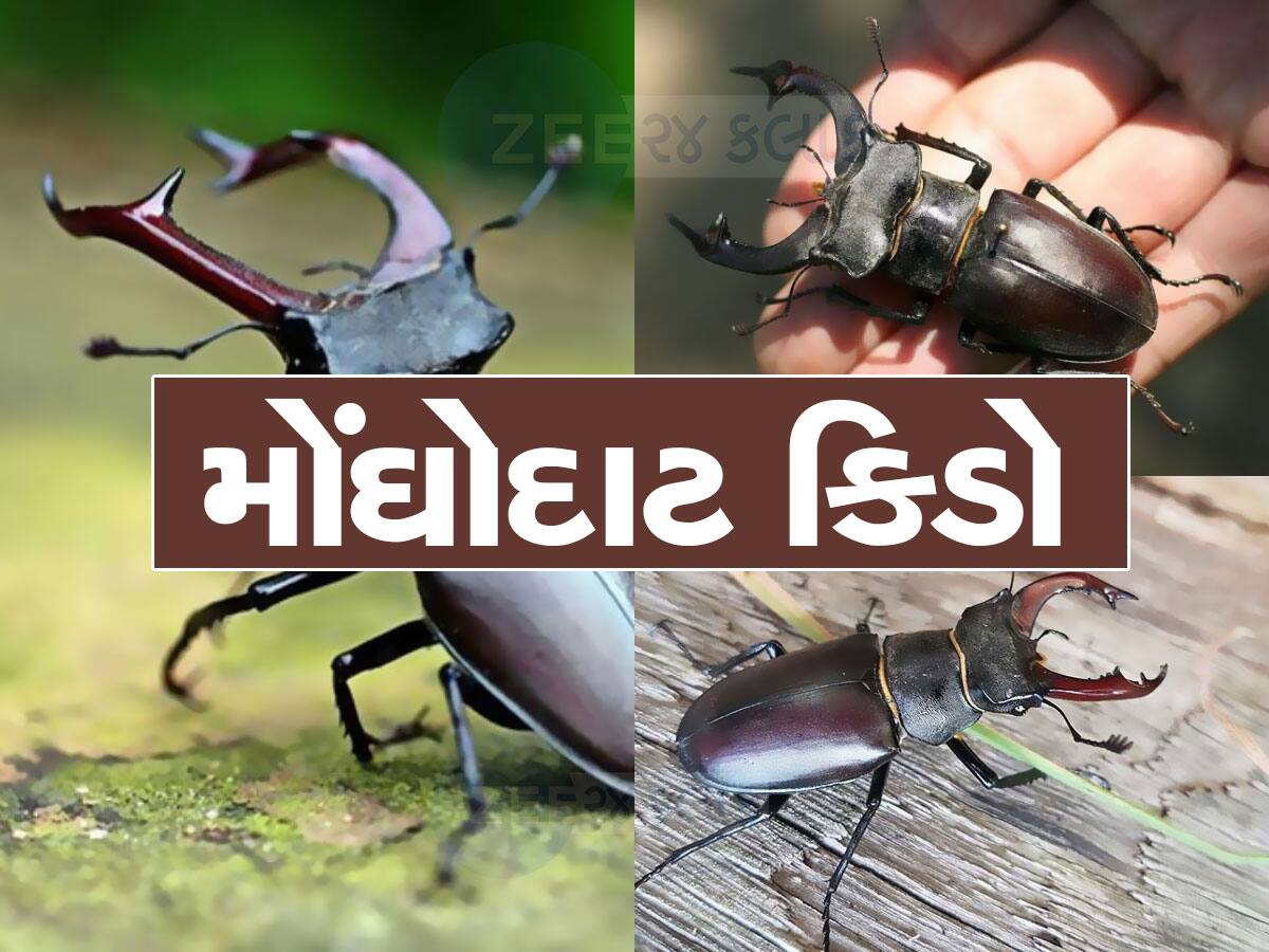 Stag Beetle world most expensive insect do you know about stag beetle ...