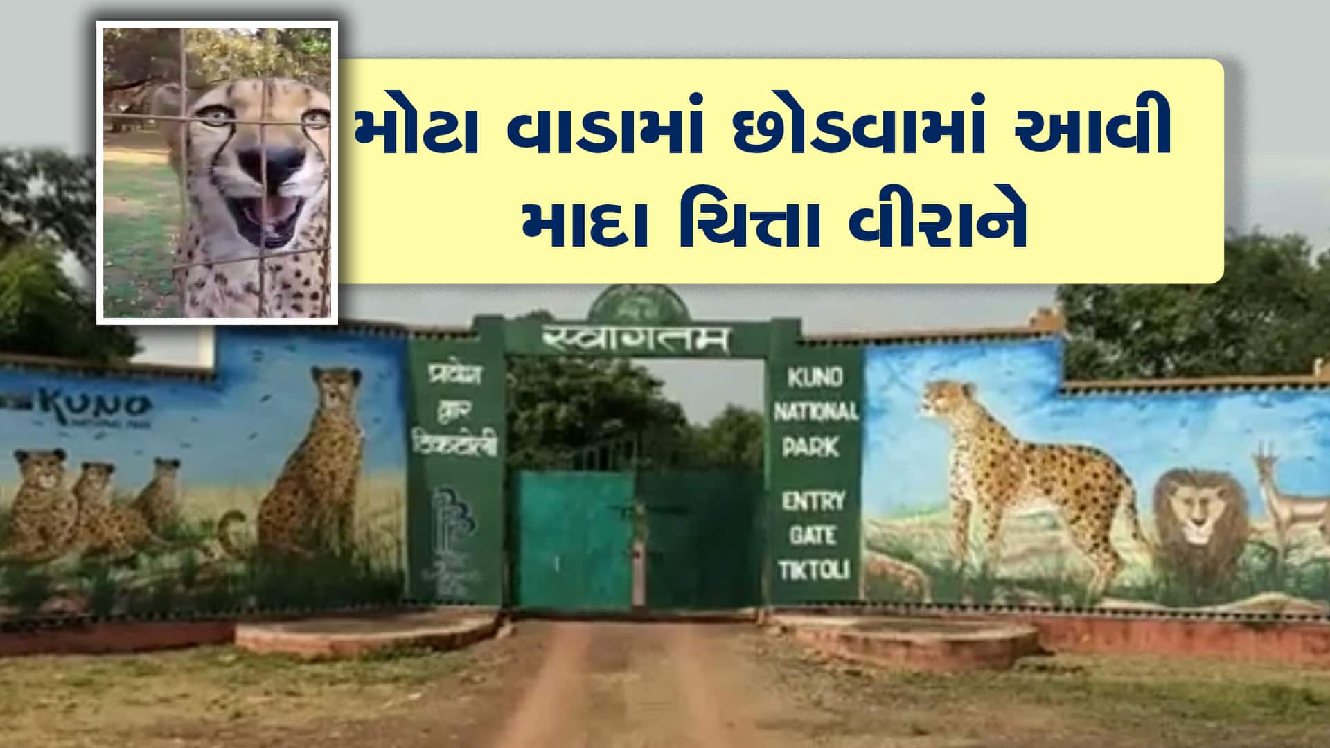 Veera was released in the large enclosure of Kuno National Park, know ...
