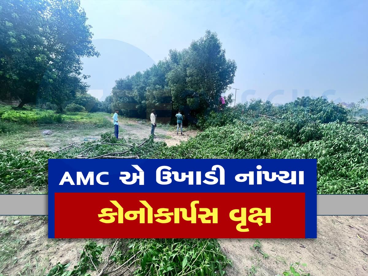 gujarat forest department ban on Conocarpus tree AMC start removing ...