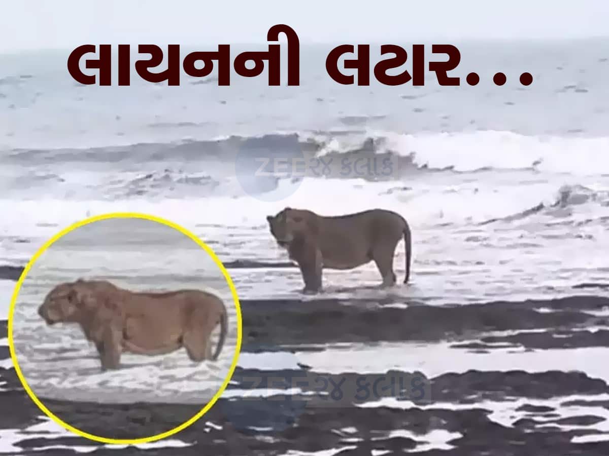 gujarat king lion enjoying tides of arabian sea on gujarat coast forest ...