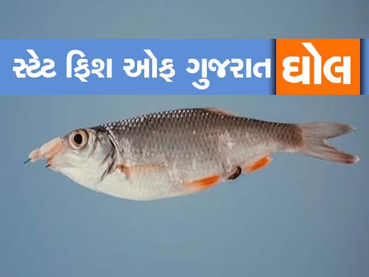 gujarat state fish declare why ghol fish select fishermens lottery