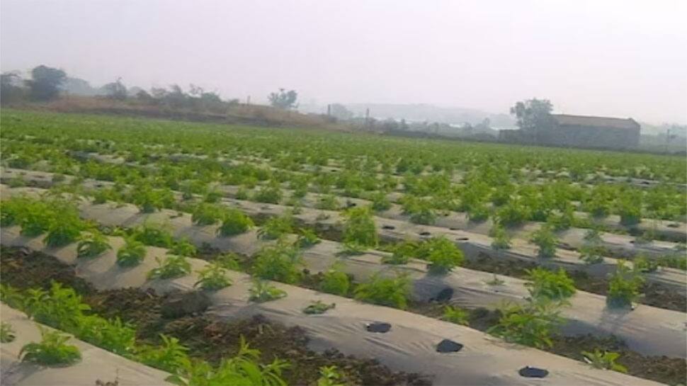 Farming: 15,000ના ખર્ચે કરો તુલસીનો આ બિઝનેસ અને મેળવો 3 લાખ રૂપિયા ...