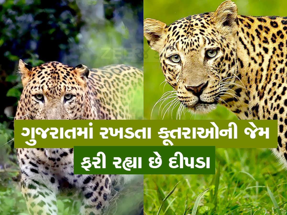 gujarat government big action plan to catch leopards in city