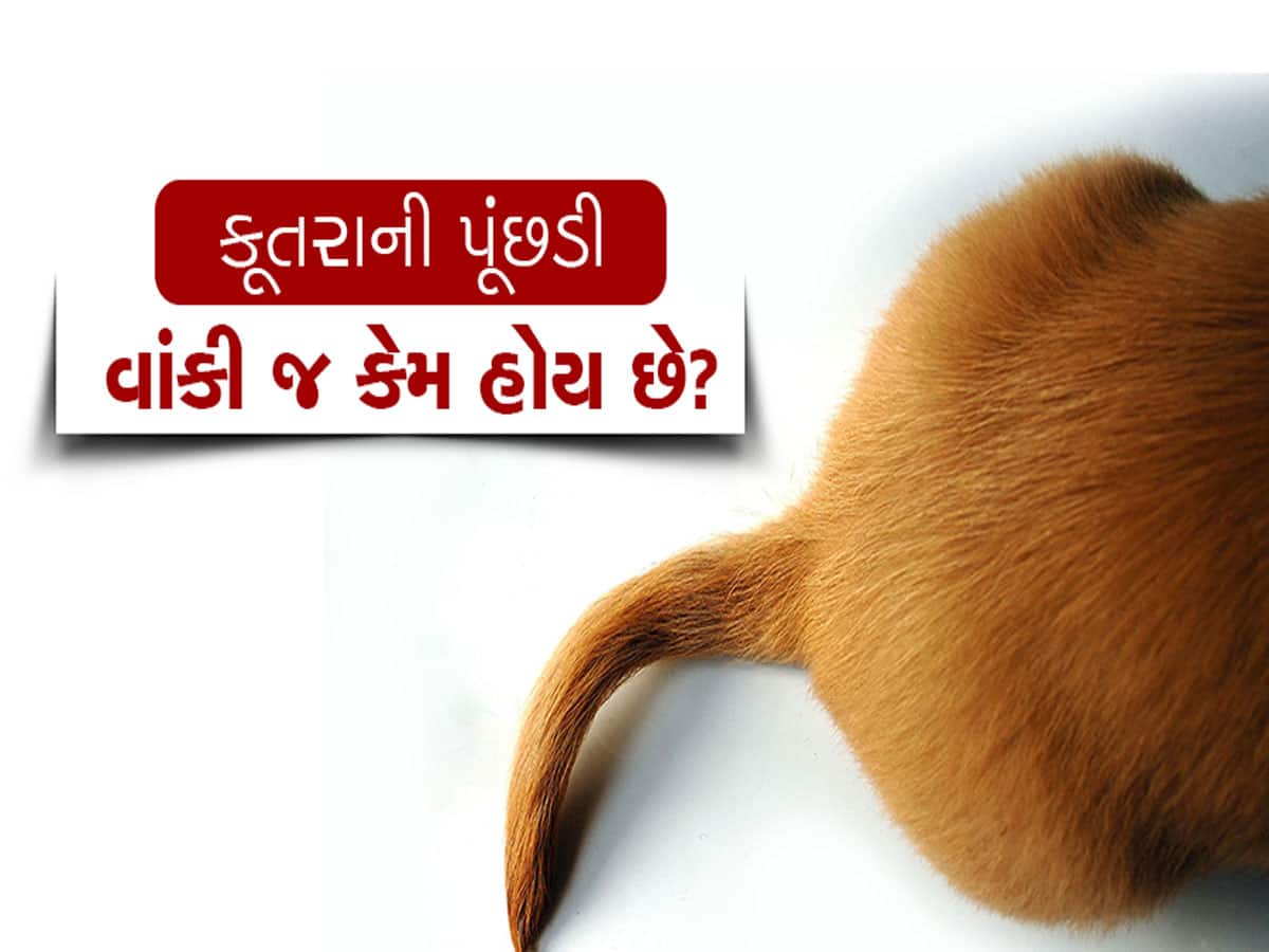 important information why dogs tail crooked know the reason