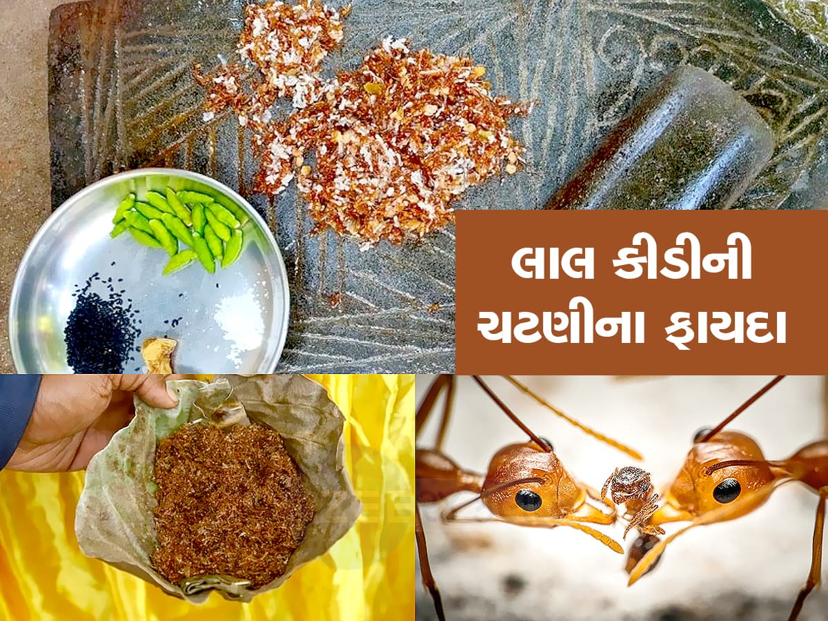 Red Ant Chutney: લાલ કીડીની મસાલેદાર ચટણી બની સુપરફૂડ, આ રાજ્યમાં ...