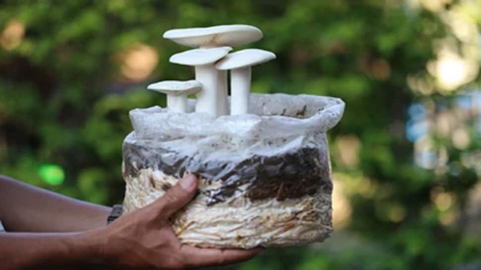 Milky Mushroom: માત્ર 15 રૂપિયાના ખર્ચે શરુ કરો મિલ્કી મશરૂમની ખેતી ...