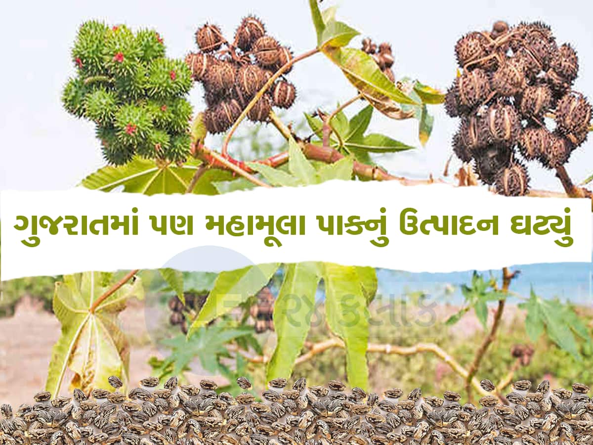 cultivation on castor crop of gujarat demand in all over world