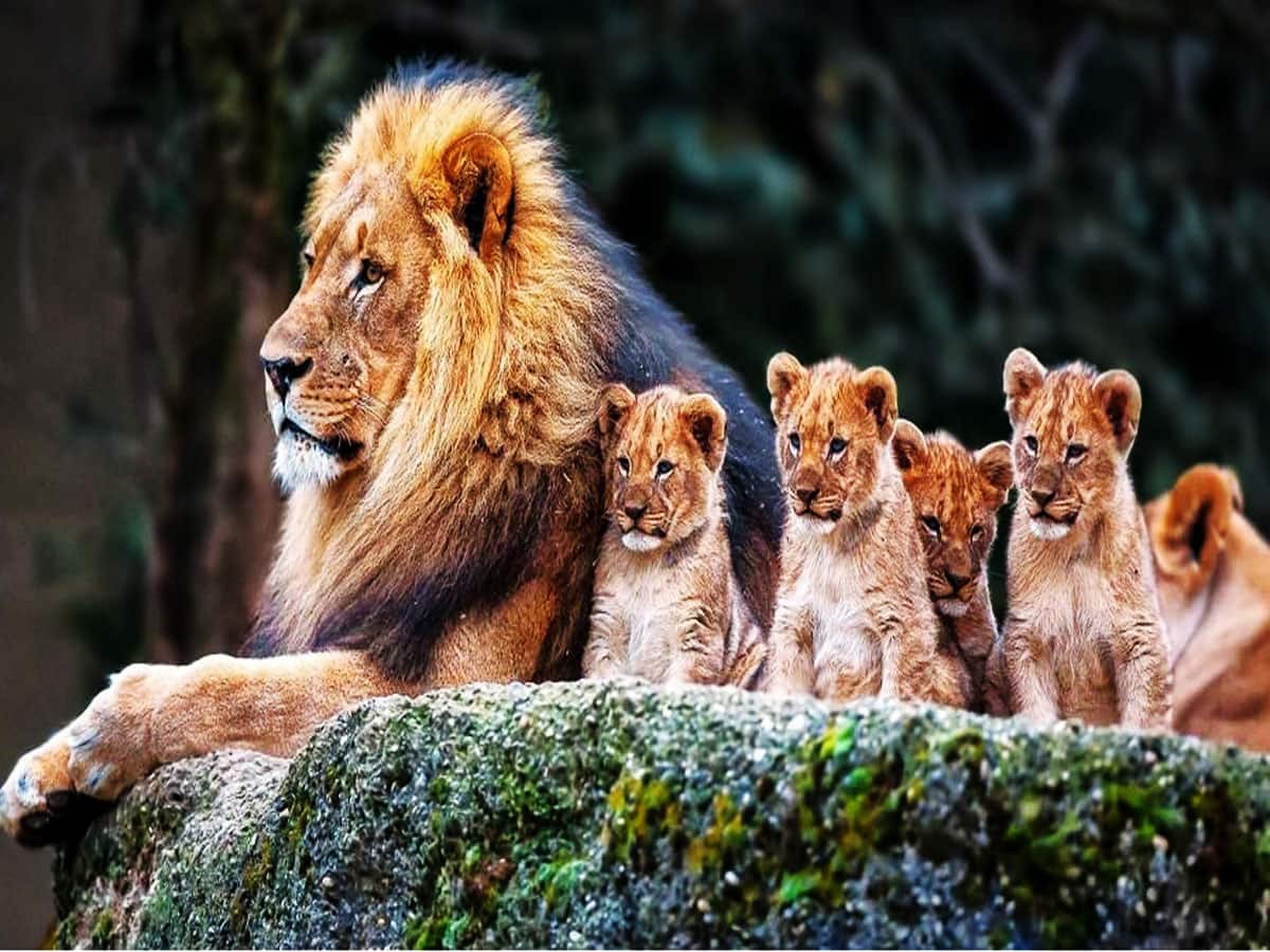 Gujarat Lions: કેમ દેશ વિદેશથી ગુજરાતના સિંહોને જોવા આવે છે પ્રવાસીઓ? આ ...