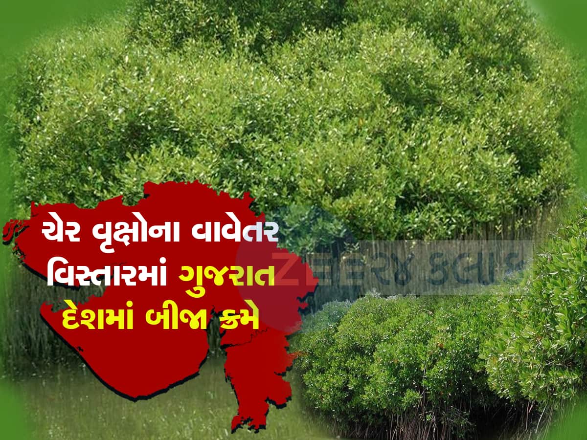સાચ્ચું...બસ... ગુજરાતમાં આવેલા છે આ ચેરના જંગલ, વર્ષોની મહેનતથી ...