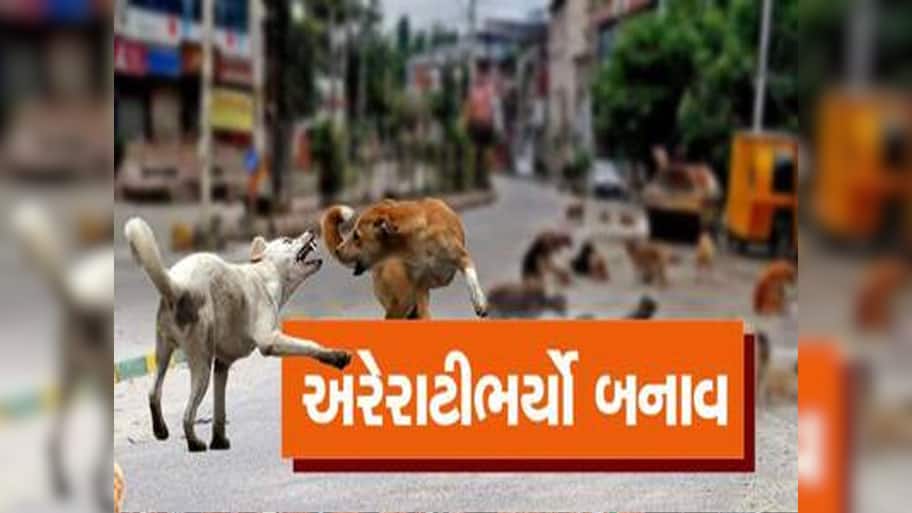 હવે ગુજરાતના આ શહેરમાં કેમનું રહેવું? ધોળા દિવસે શ્વાન કરી રહ્યા છે ...