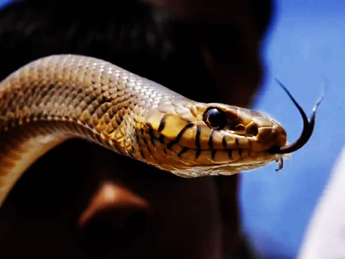 એક કૂતરું બીજા કૂતરાંને બચકુ ભરે, એમ જો એક સાપ બીજા સાપને કરડે તો શું થાય?