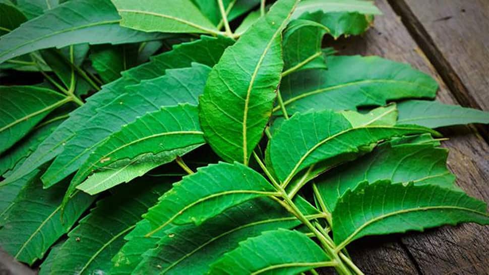 Neem: રોજ સવારે કડવા લીમડાના બસ 2 પાન ચાવીને ખાવા, શરીરના આ રોગ માટે ...