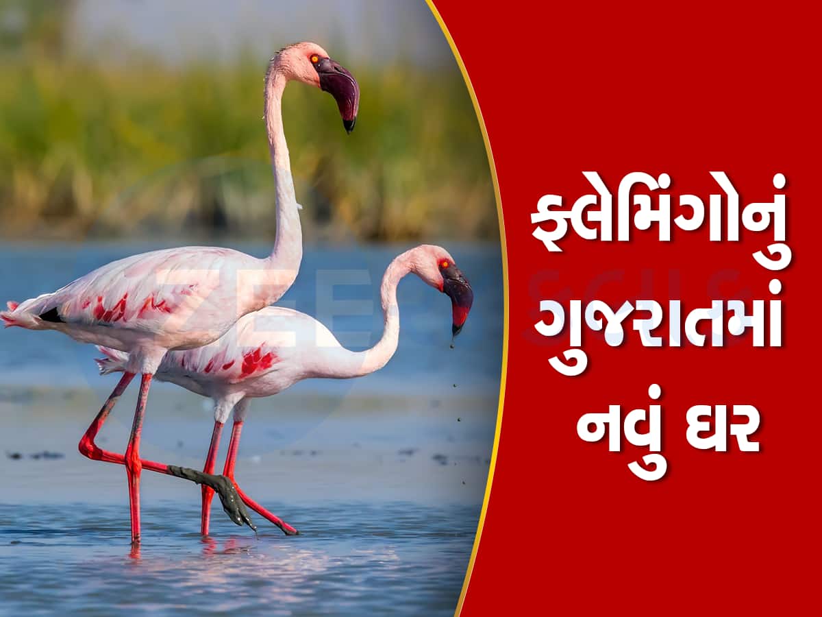 surat become flamingo city with 200 flamingo habitat at tapi river