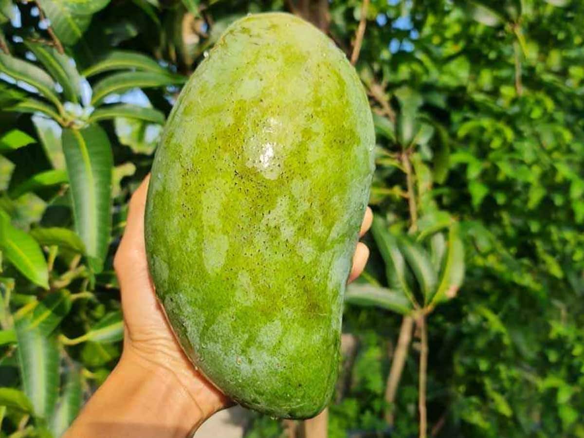 Noorjahan Mango: ભારતની સૌથી મોંઘી કેરી જે મુઘલ રાણીના નામથી છે મશહૂર ...