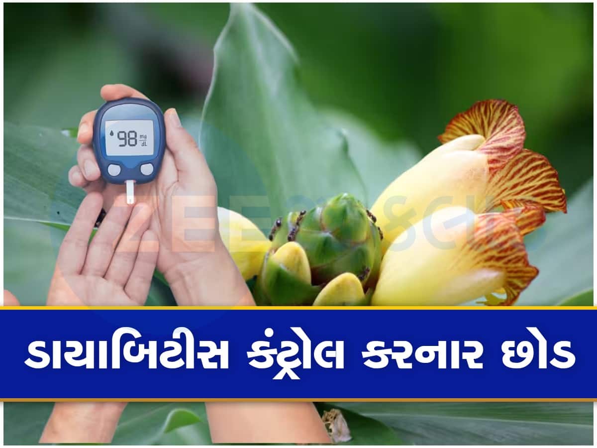 Insulin Plant for Diabetes: આ છોડના પાન રોજ ચાવો, બ્લડ સુગરનું મટી જશે ...