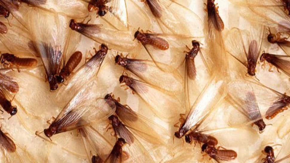 Monsoon Insects: ચોમાસામાં વધી જતી પાંખવાળી જીવાત નહીં ઘુસે તમારા ઘરમાં ...