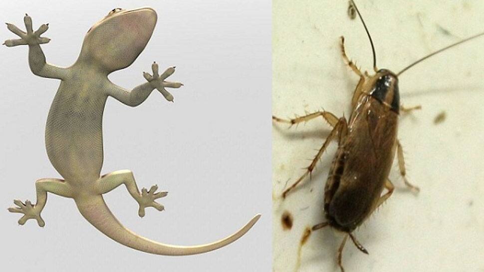 Kitchen Insects: જોરદાર છે ડુંગળીનો દેશી જુગાડ, રસોડામાં નહીં ફરકે વંદા ...