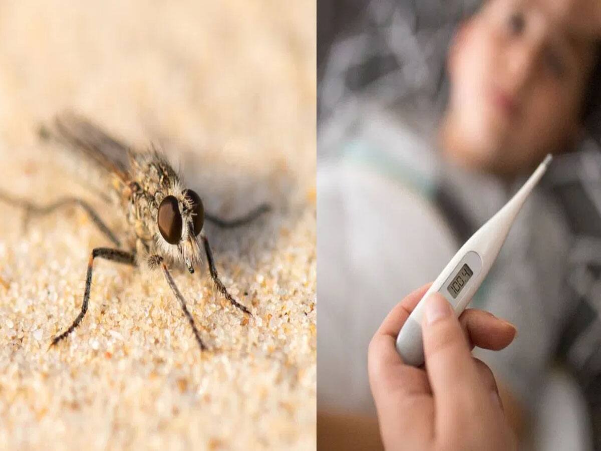 Chandipura Virus: માખી, મચ્છર ફેલાવે છે ચાંદીપુરા વાયરસ, જાણો તેના ...