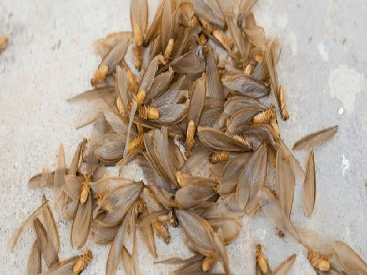 Rain Insects: વરસાદ પછી બારી-દરવાજા ખુલ્લા રાખશો તો પણ ઘરમાં નહીં ઘુસે ...