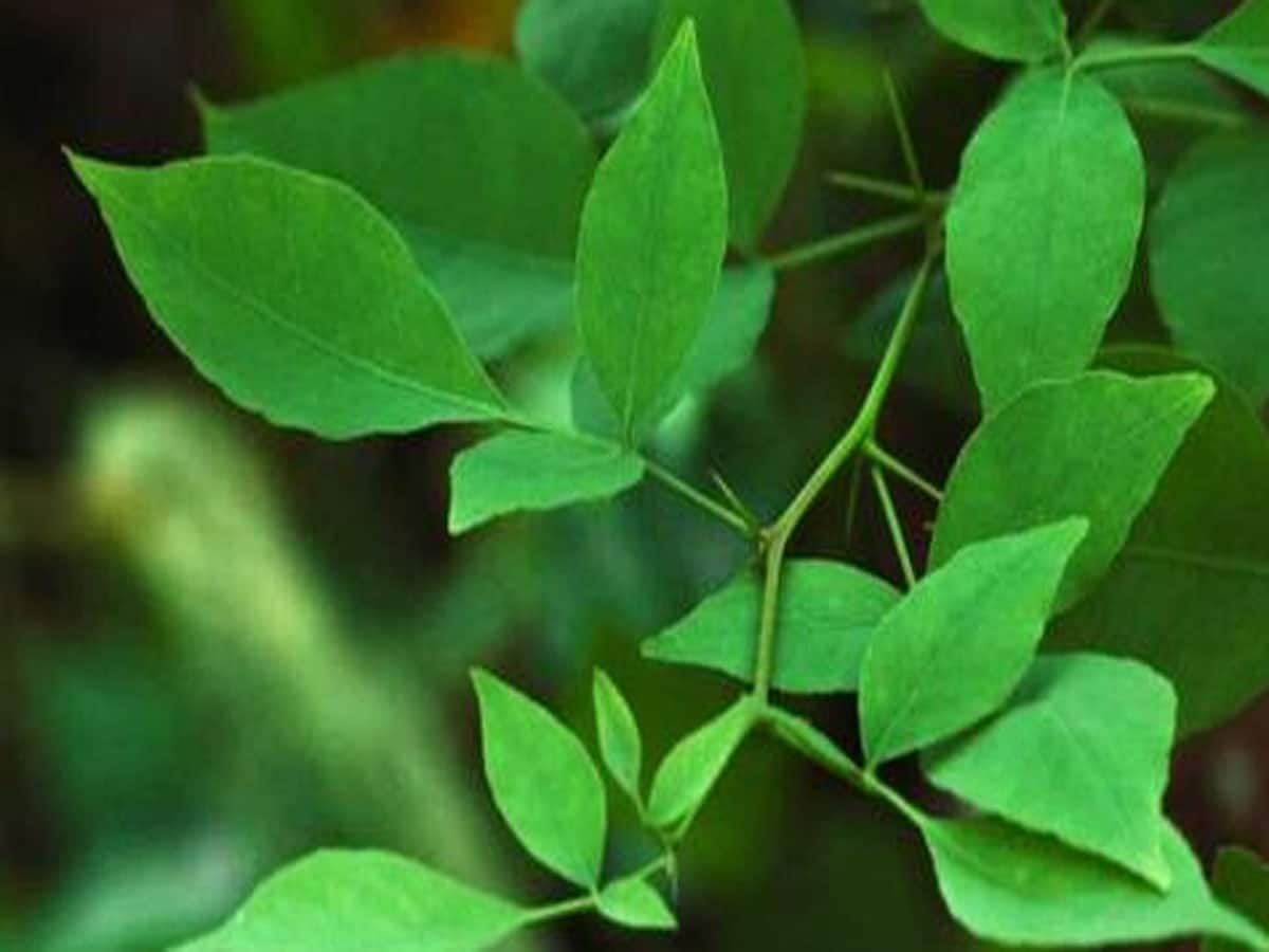 Benefits of Belpatra: શિવજીને પ્રિય બીલીપત્ર સ્વાસ્થ્ય પણ સુધારે છે ...