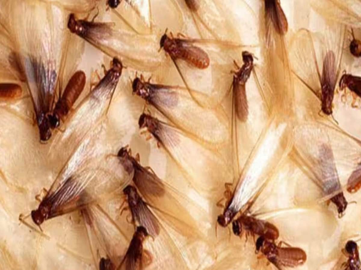 Monsoon Insects: સાંજ પડે ને ઘરમાં ઘુસી જાય છે પાંખવાળી જીવાત ? ફોલો ...