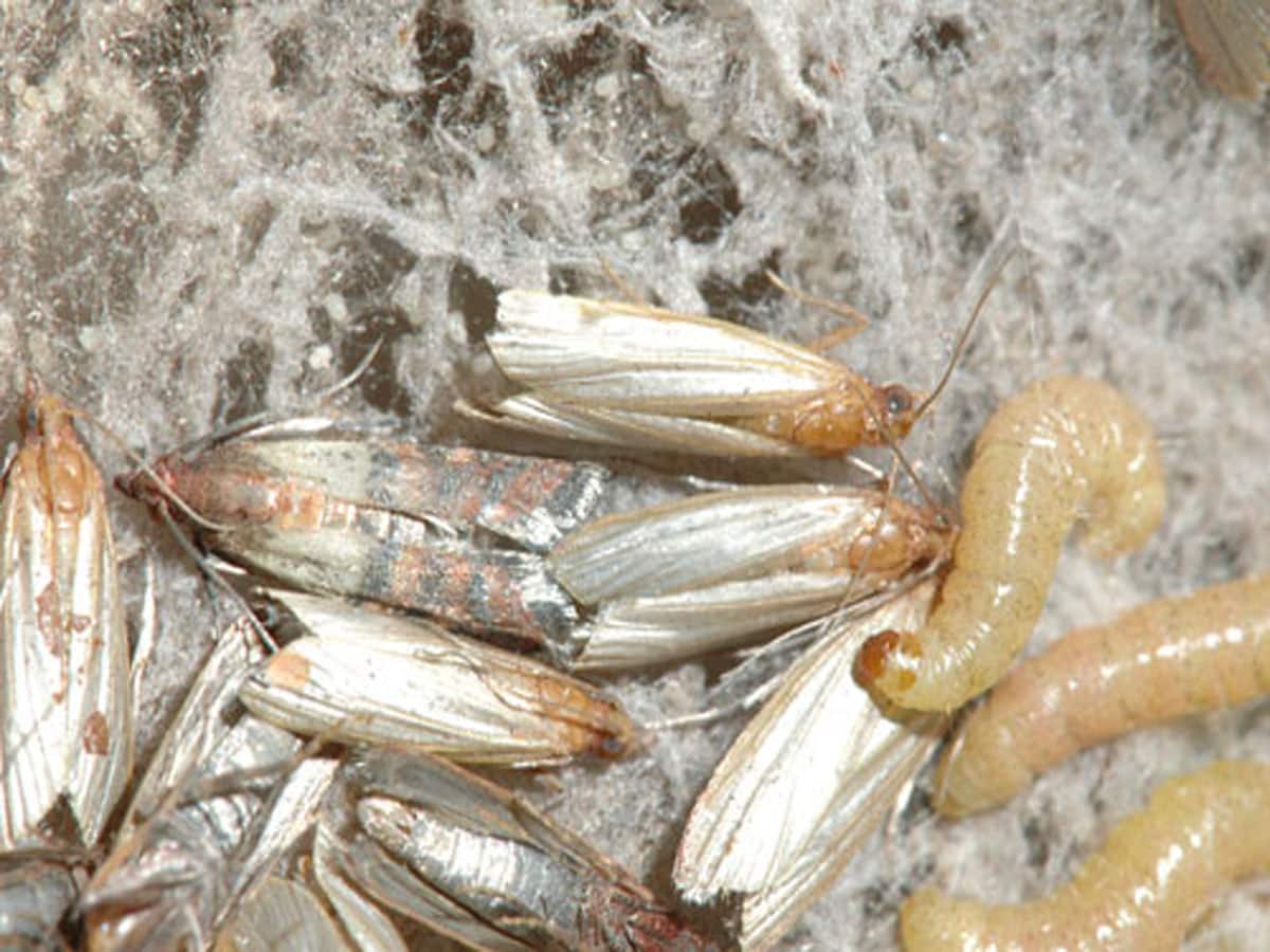 Spices Bugs ભેજના કારણે હળદર સહિતના મસાલામાં સફેદ ઈયળો અને પાંખવાળી જીવાત નહીં થાય બસ અપનાવો આ