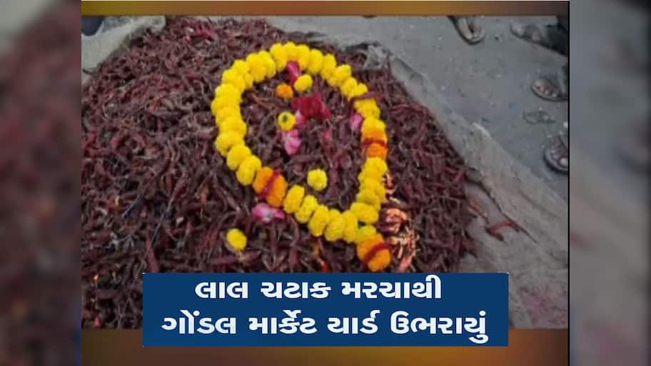 સૌરાષ્ટ્રના નંબર વન માર્કેટ યાર્ડમાં આવ્યા લાલ ચટાક મરચાં, મુહૂર્તમાં ...