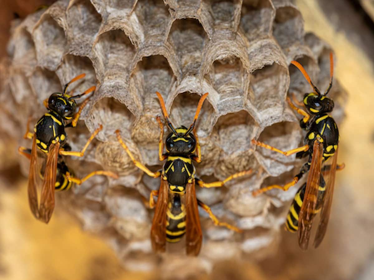 Wasp: ભમરી કરડે તો ઝેરી અસરથી બચવા અજમાવો આ ઘરેલુ ઉપાય, સોજો તુરંત ...