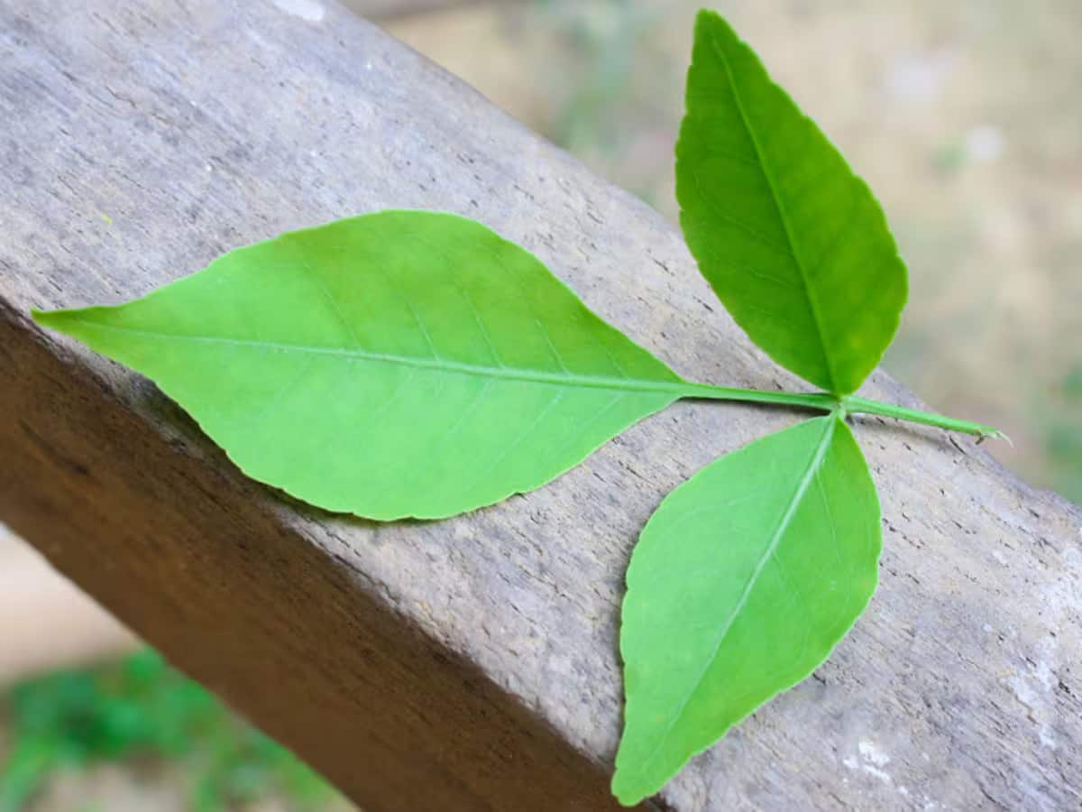 Bael leaves health benefits | Bael leaves for weight loss | Bael leaves ...