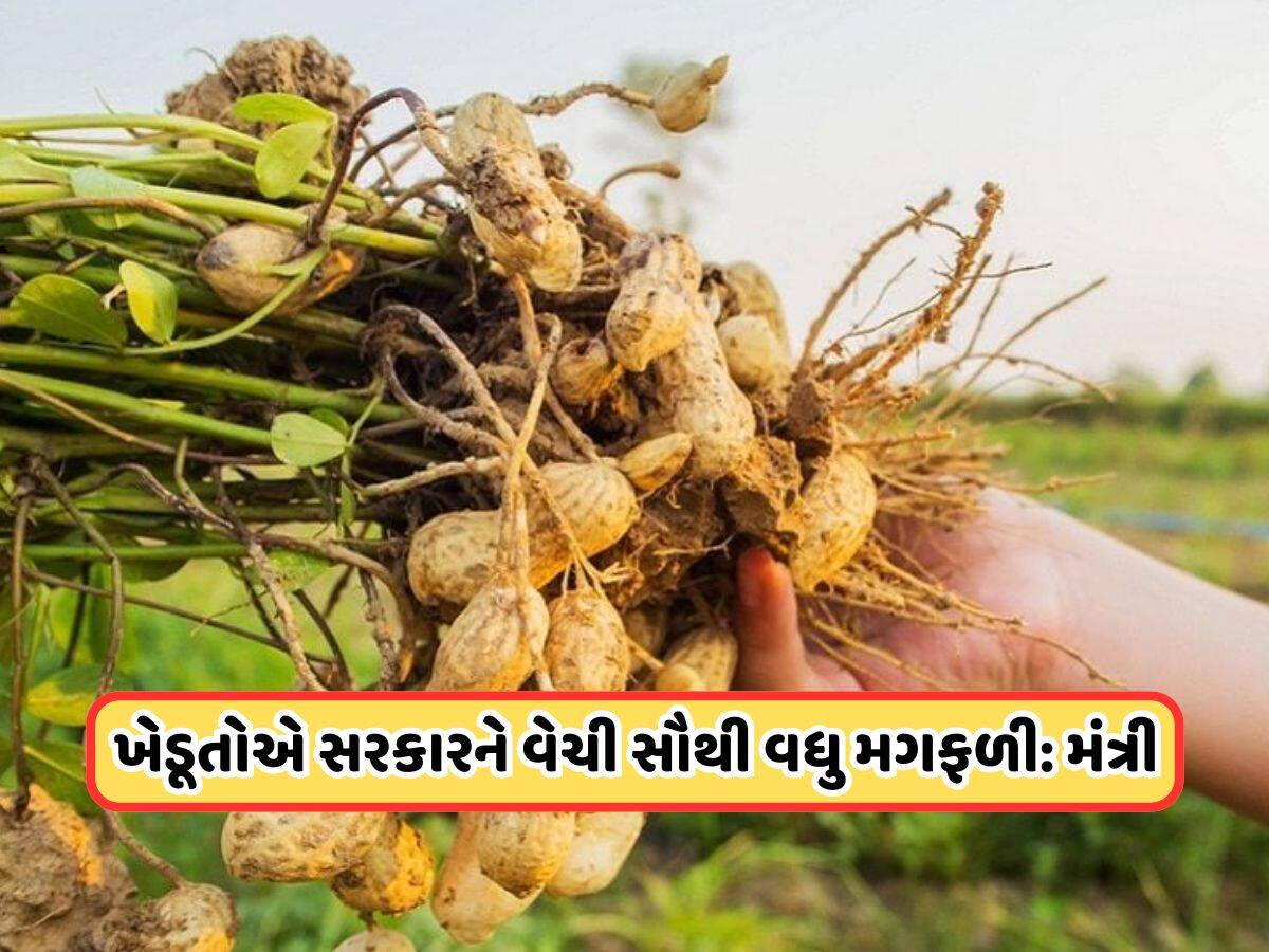 મગફળીના ખેડૂતોમાં ખુશહાલી ! ગુજરાતમાં ટેકાના ભાવે અત્યાર સુધીની સૌથી ...