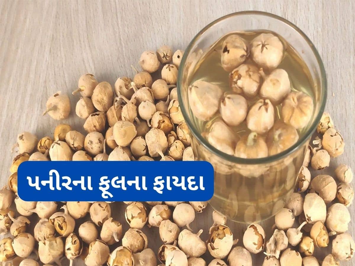 paneer phool uses and benefits | paneer ke phool for diabetes | paneer ...