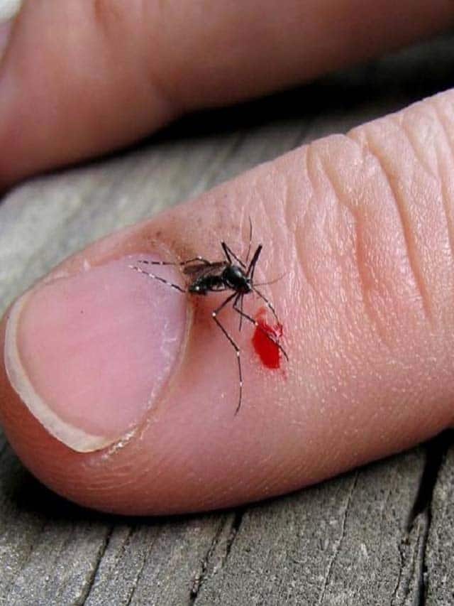 Machchar bhagane ke Upay | ઉનાળામાં ઘરમાં નહીં ફરકે એક મચ્છર, અપનાવો આ ...