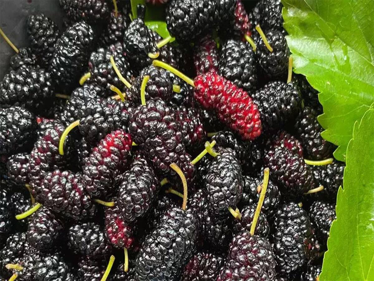 શેતુર ખાવાના ફાયદા | health benefits of Mulberry | shetoor fruit ...