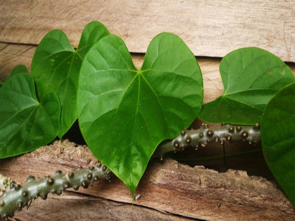 Giloy Health Benefits | how to use giloy leaves | દવા તરીકે ગિલોયનો ...