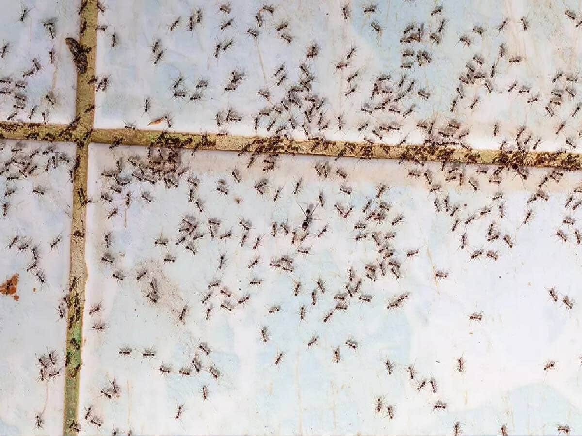 get rid of ants in rainy season | કીડી ભગાડવાના ઉપાય | chinti bhagane ...