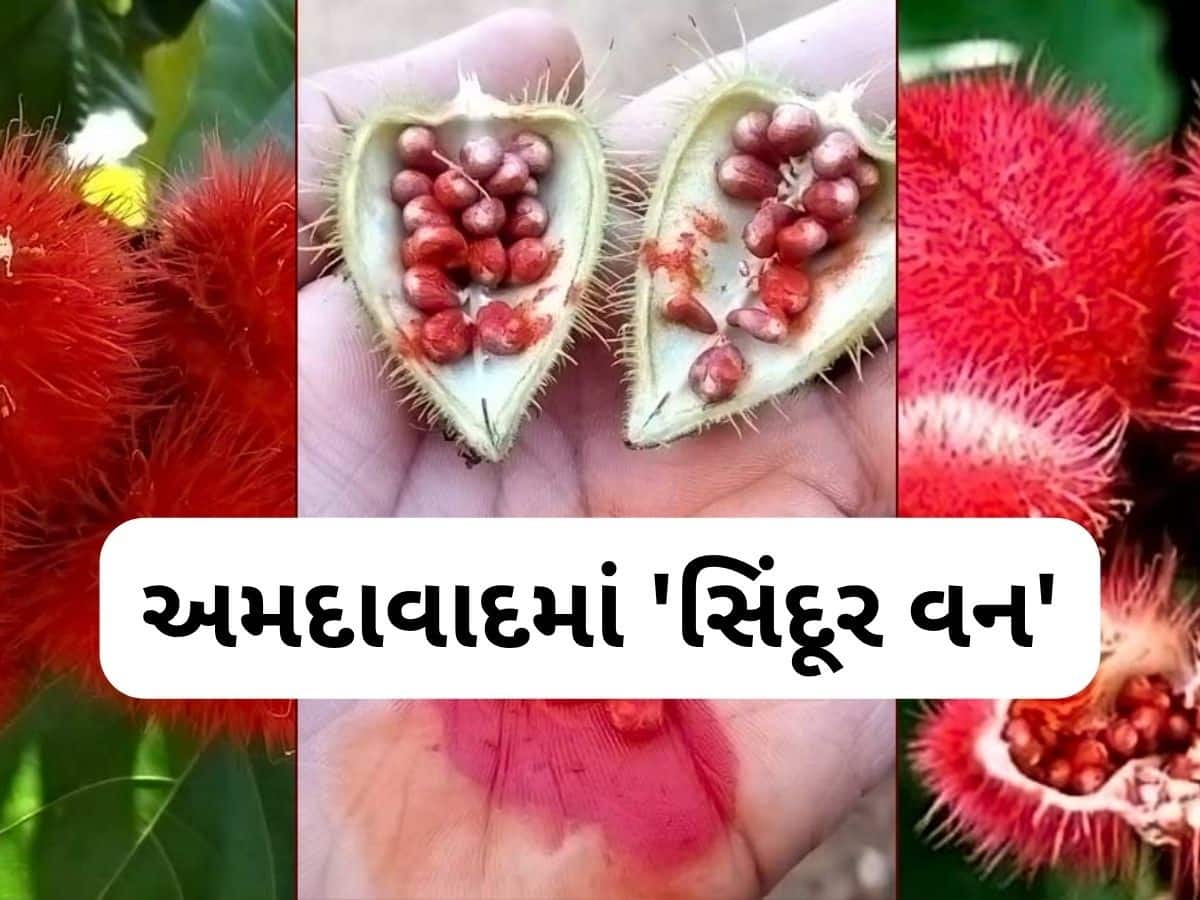 Opration Sindoor ની યાદમાં AMC અમદાવાદમાં બનાવશે સિંદૂર વન, 551 છોડ ...