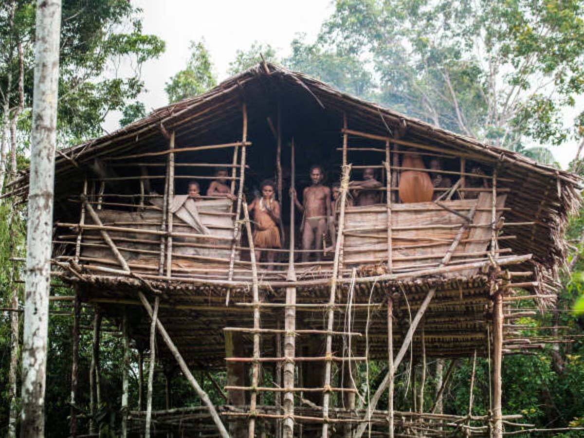 indonesia mysterious korowai tribe they live on tree house 55000 years ...