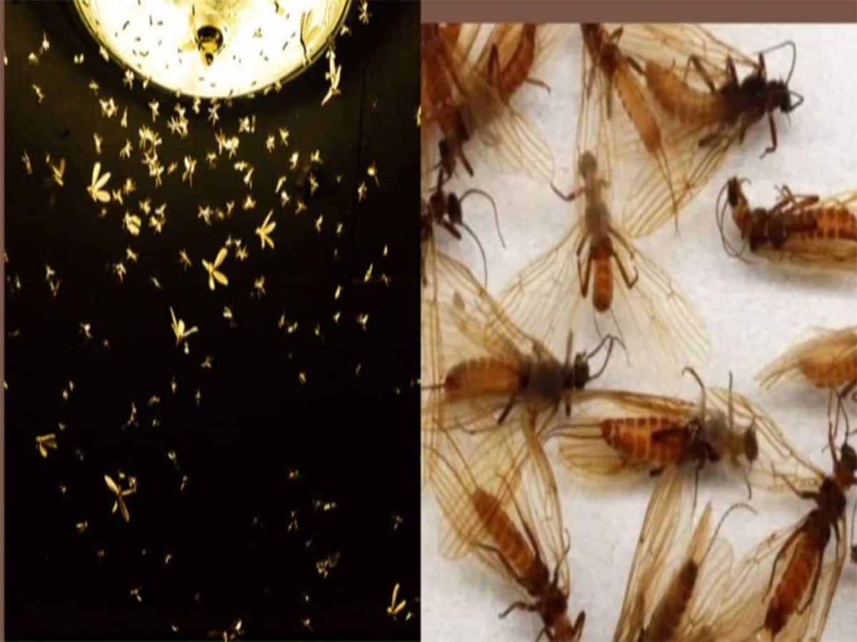 Get Rid Of Monsoon Insects | વરસાદ પછી નીકળતા પાંખવાળા મકોડા | How To ...