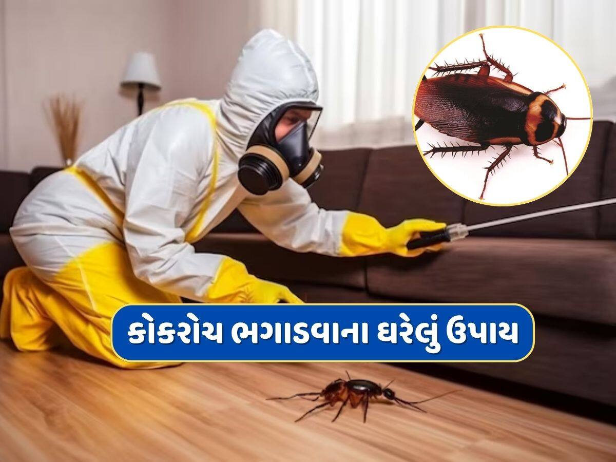 Home cleaning tips how to get rid out cockroach from home cockroach ...