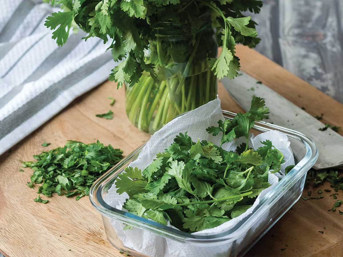 Mint and Coriander Storage Hacks | How to keep mint leaves fresh for ...