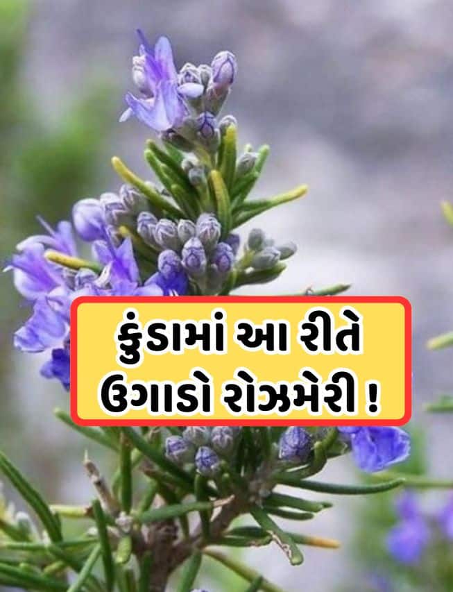 Now grow a beautiful rosemary plant in a pot at home, follow these tips ...